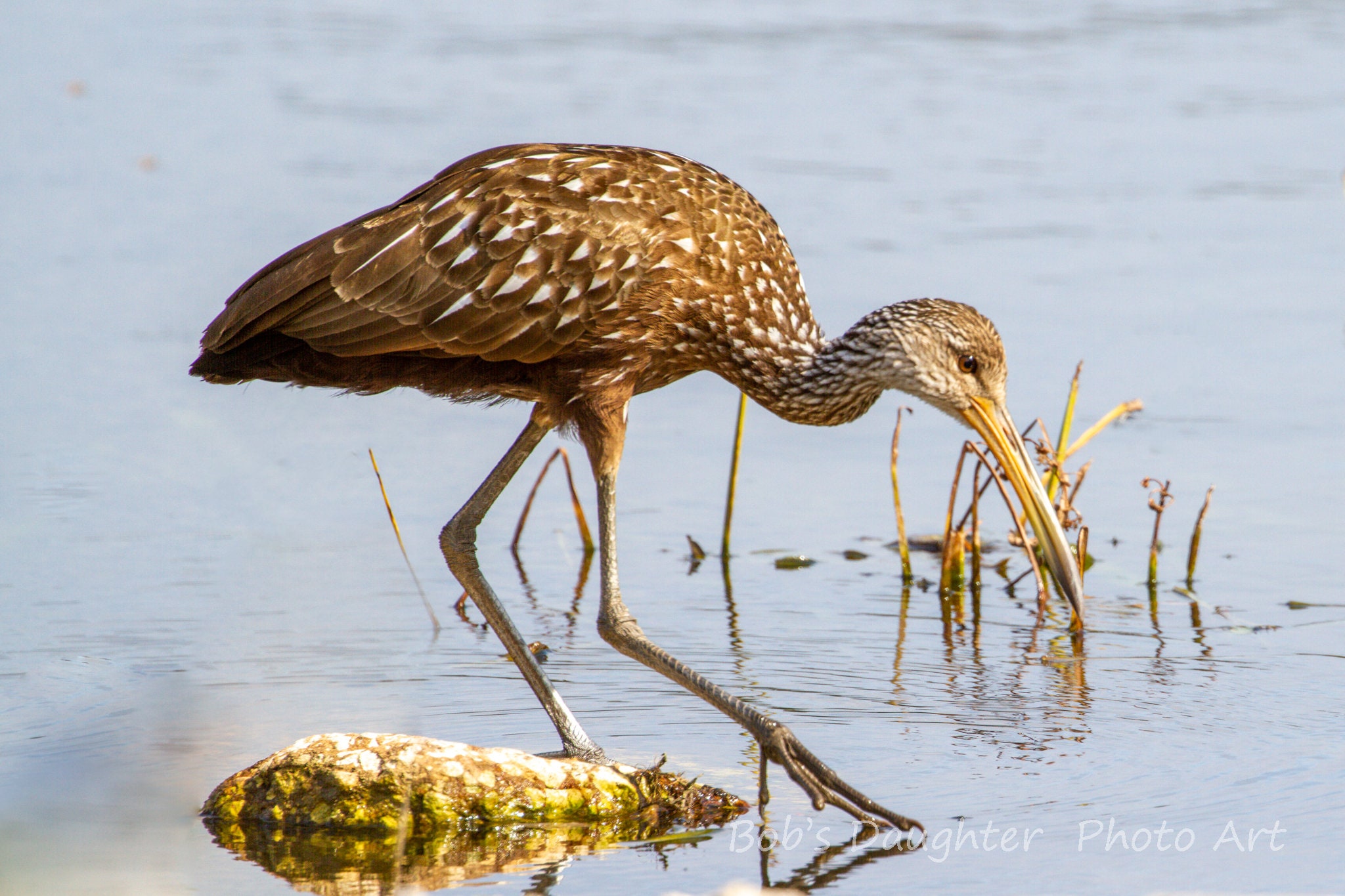 Limpkin Bird Photograph, Bird Art, Wildlife Photography, Nature ...