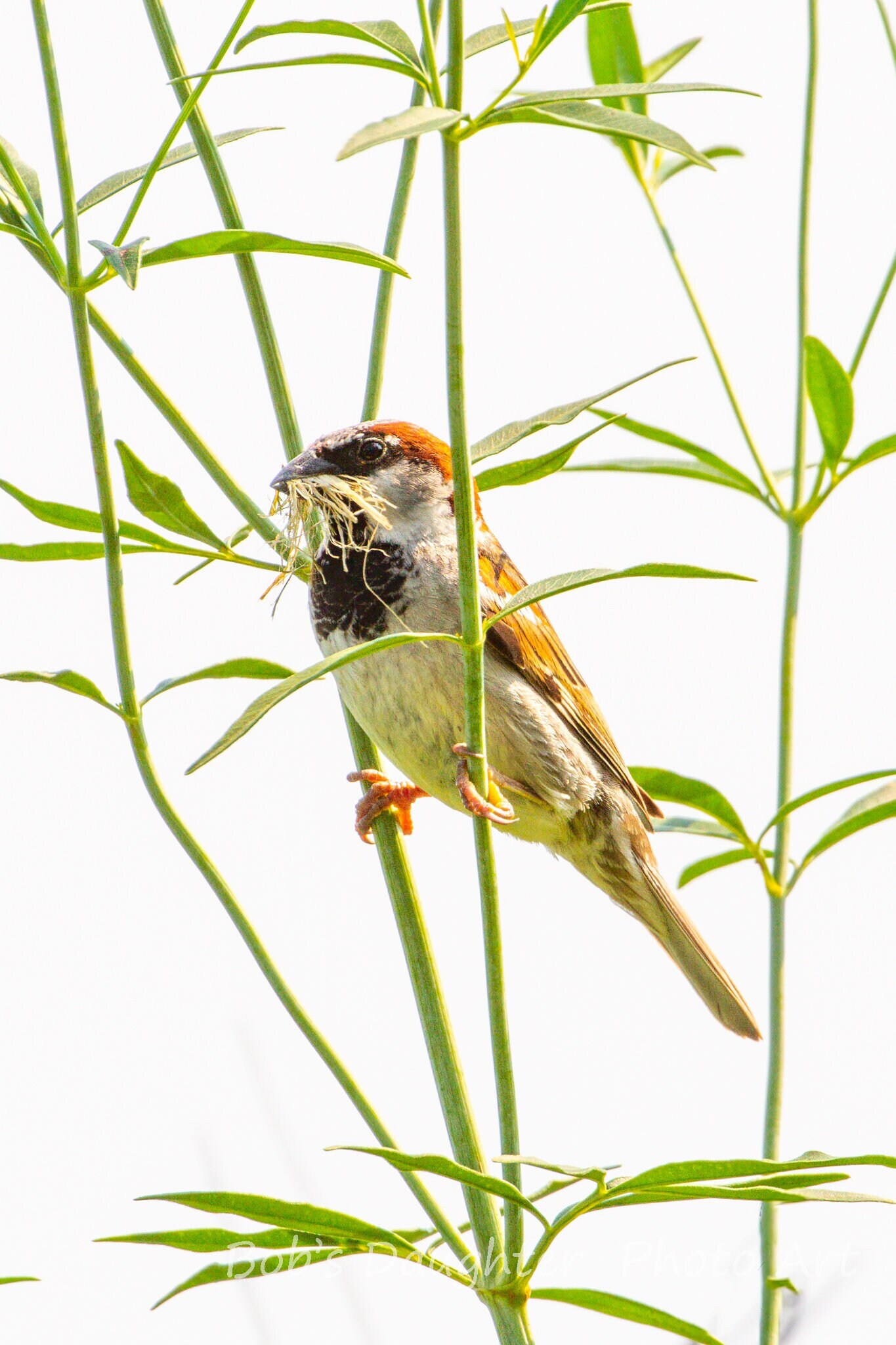 House Sparrow at Buffalo Trace - Bird Photograph, Bird Art, Wildlife ...