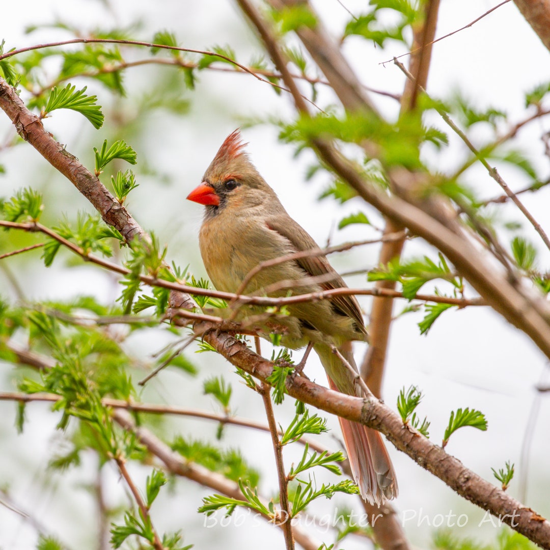 Northern Cardinal in Cypress - Bird Photograph, Bird Art, Wildlife ...