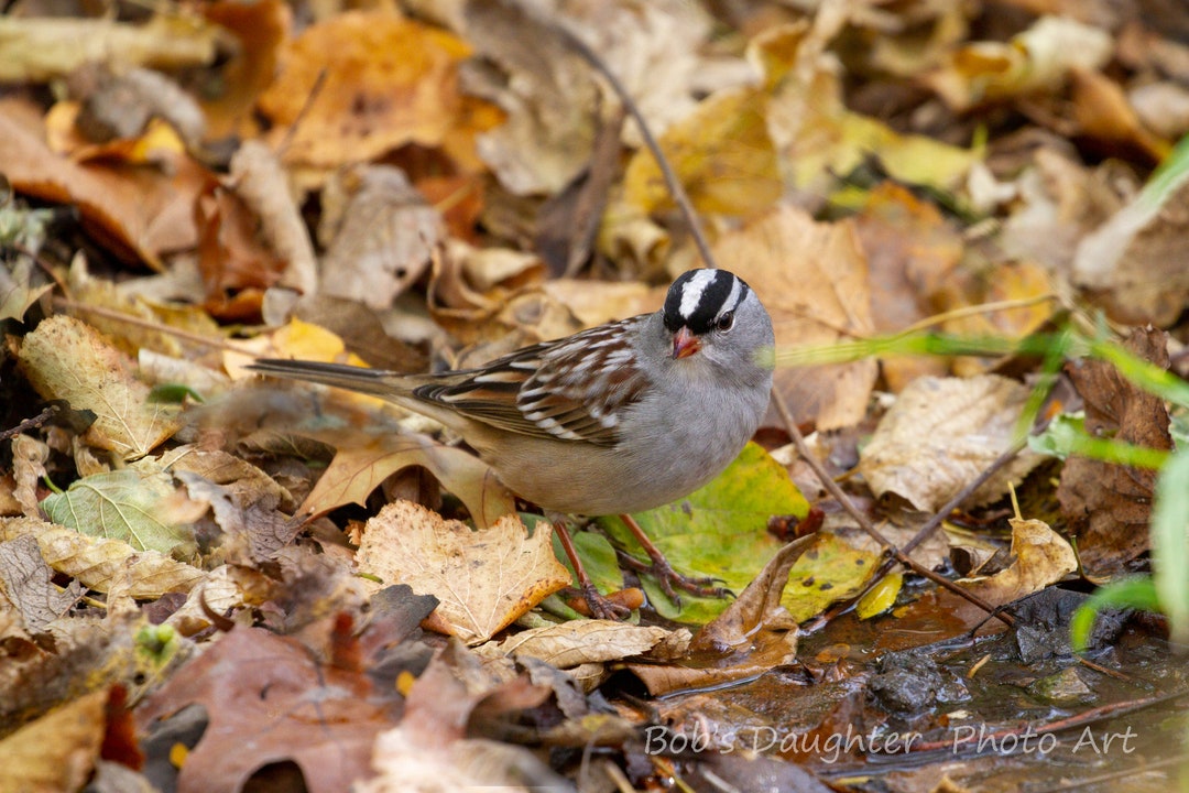 White-crowned Sparrow in Fall Leaves - Bird Photograph, Bird Art ...