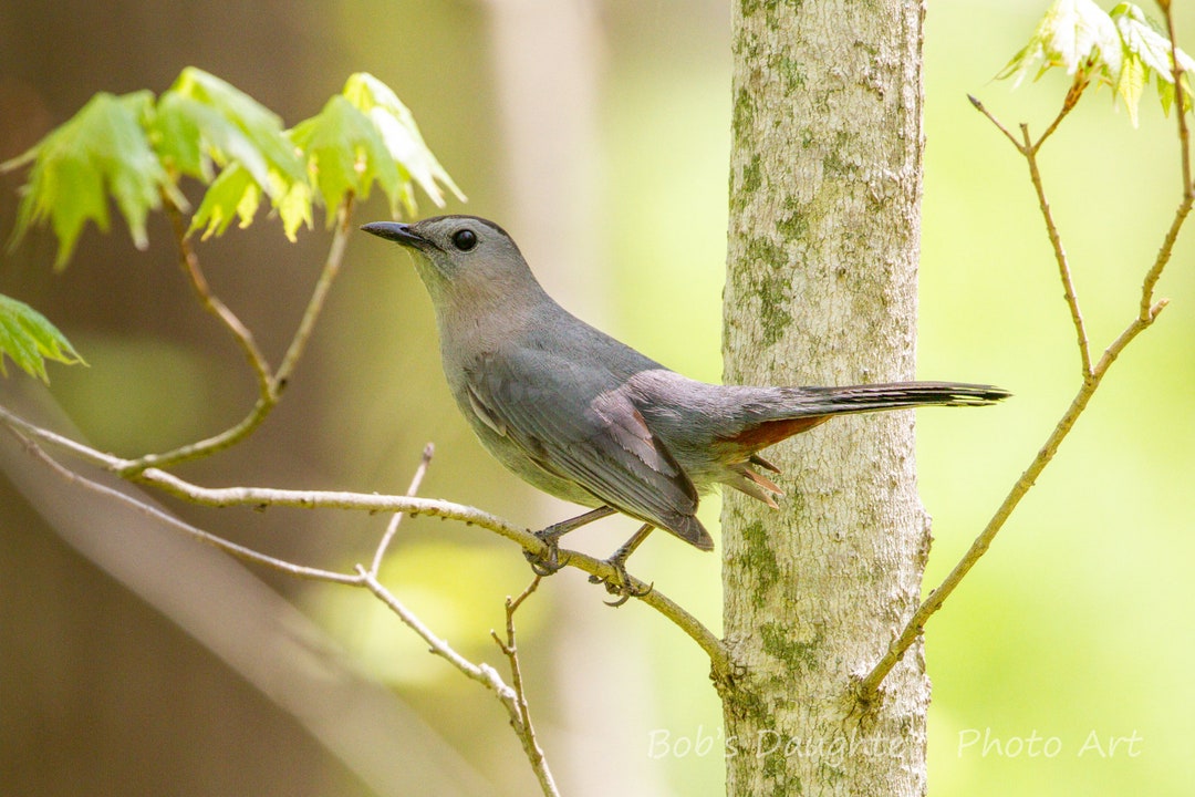 Gray Catbird on Summer Morning - Bird Photograph, Bird Art, Wildlife ...