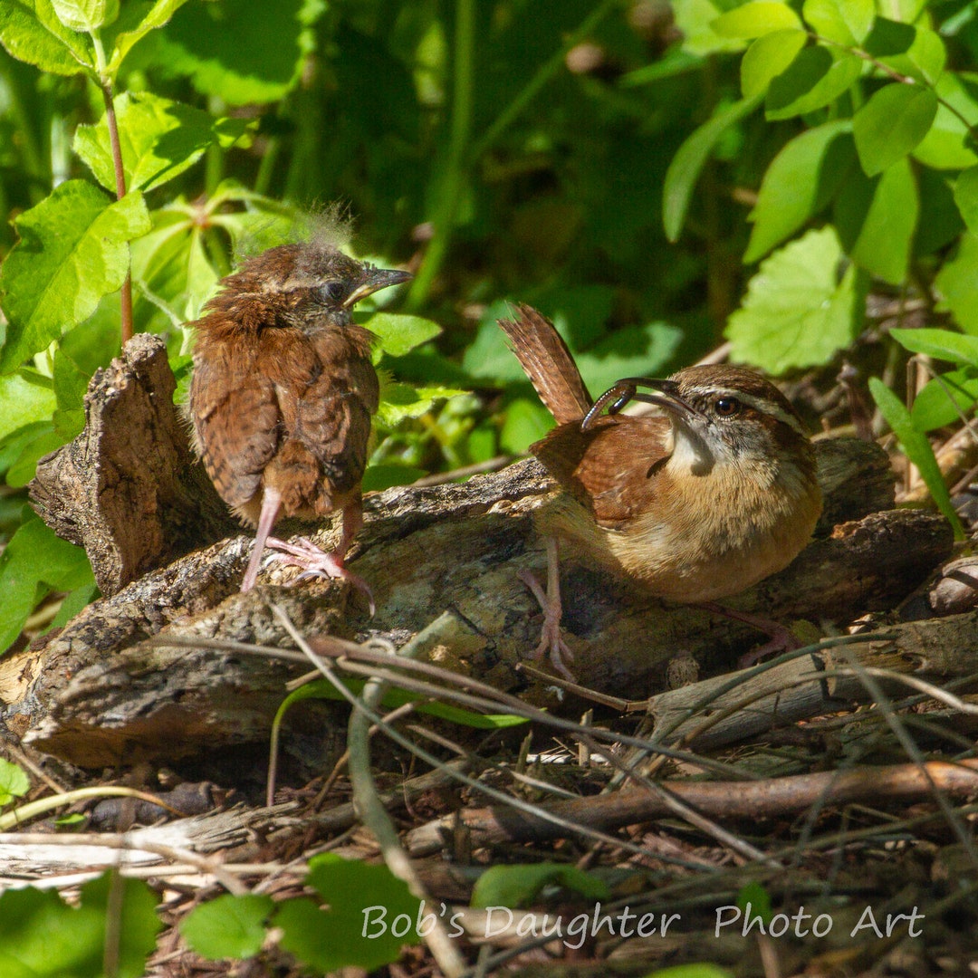 Carolina Wren Feeding Fledgling Bird Photograph Bird Art Wildlife