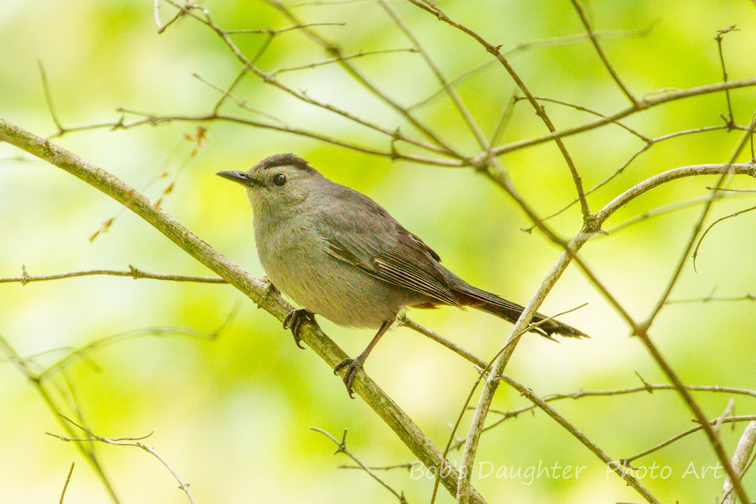 Gray Catbird in the Spring Woods - Bird Photograph, Bird Art, Wildlife ...
