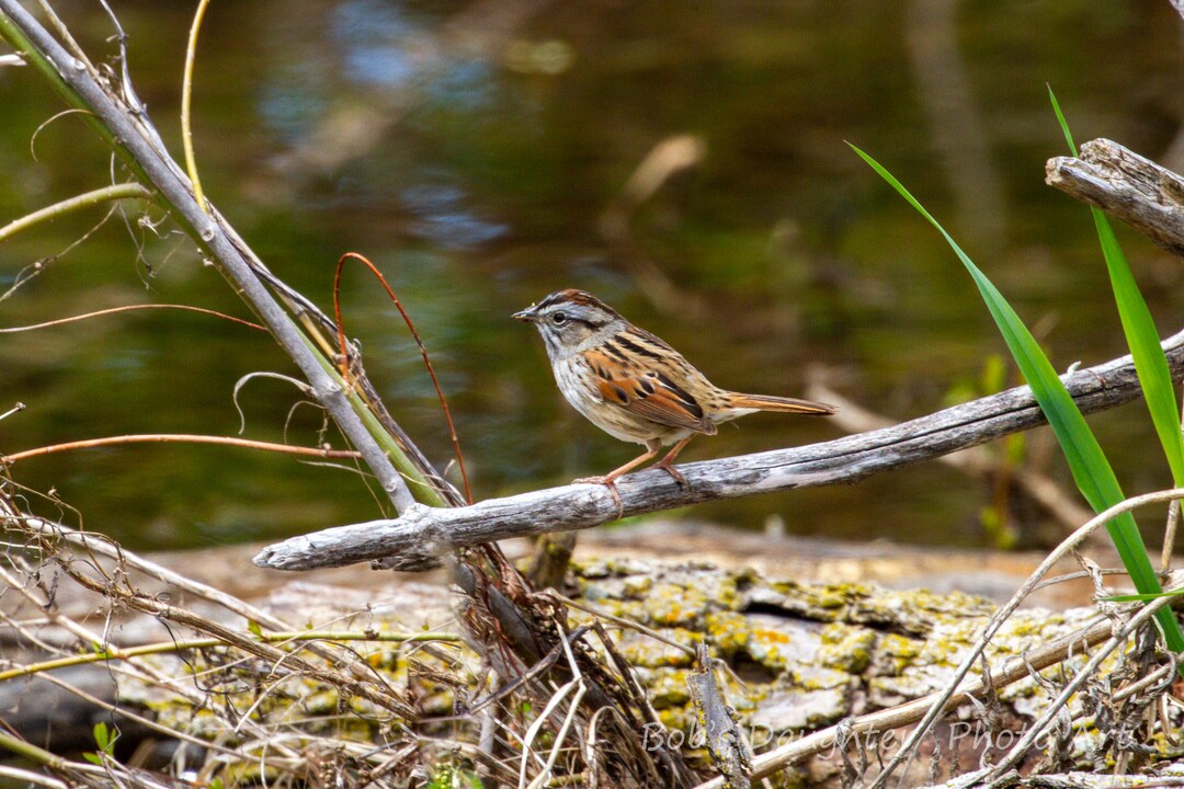 Swamp Sparrow at Heritage Pond - Bird Photograph, Bird Art, Wildlife ...