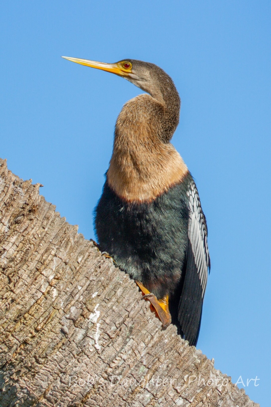 Anhinga Voguing at Lake Maggiore - Bird Photograph, Bird Art, Wildlife ...