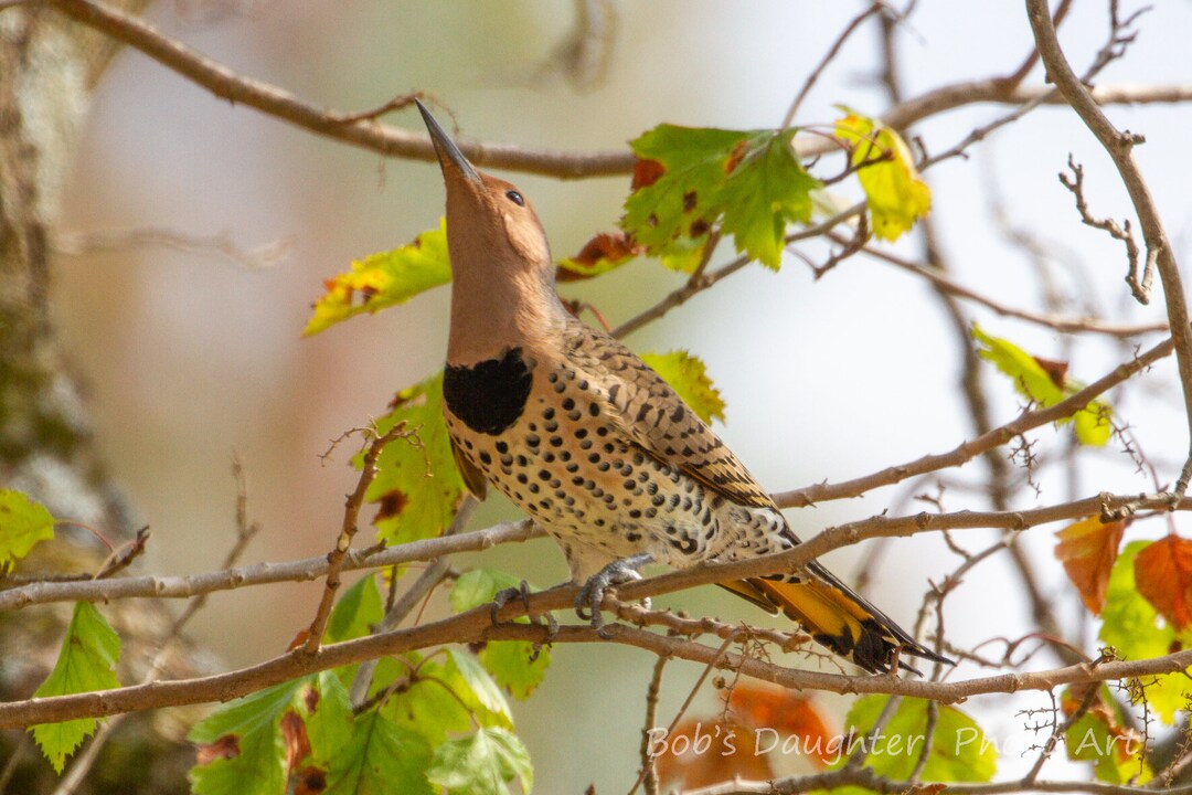 Northern Flicker in Fall Vines- Bird Photograph, Bird Art, Wildlife ...