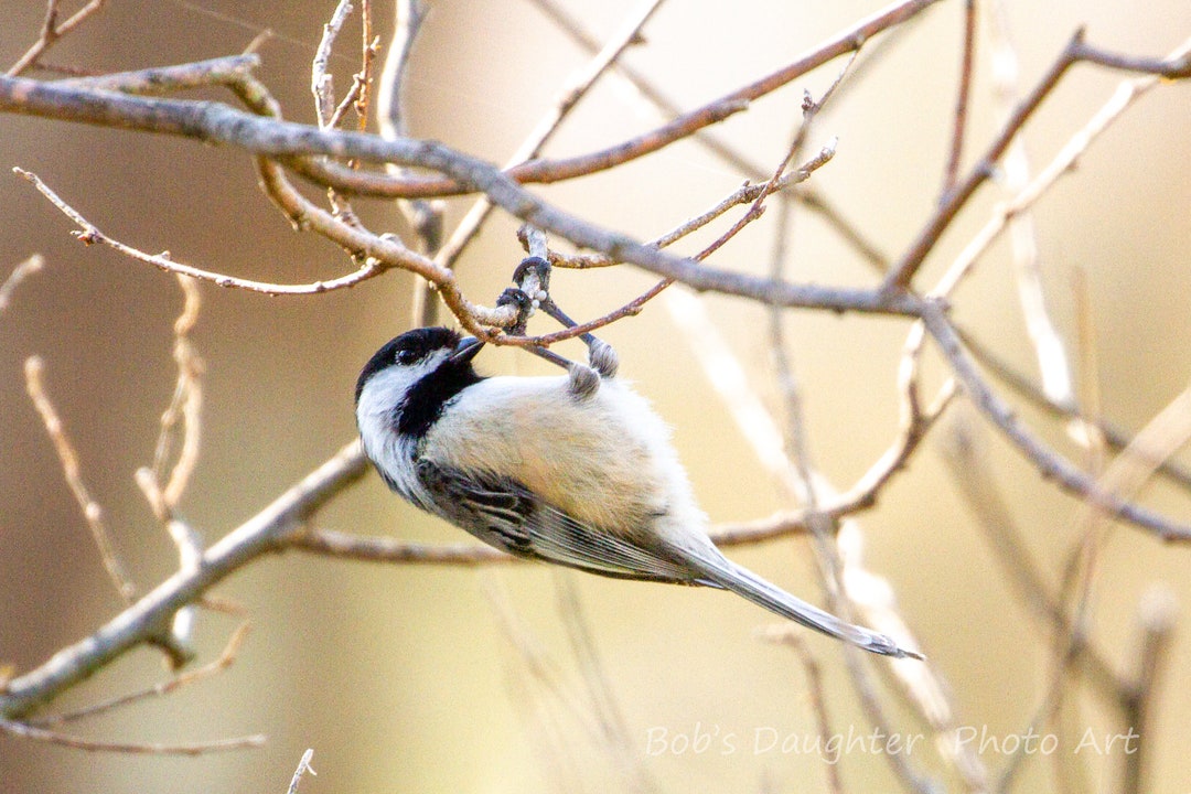 Black-capped Chickadee at Golden Hour - Bird Photograph, Bird Art ...
