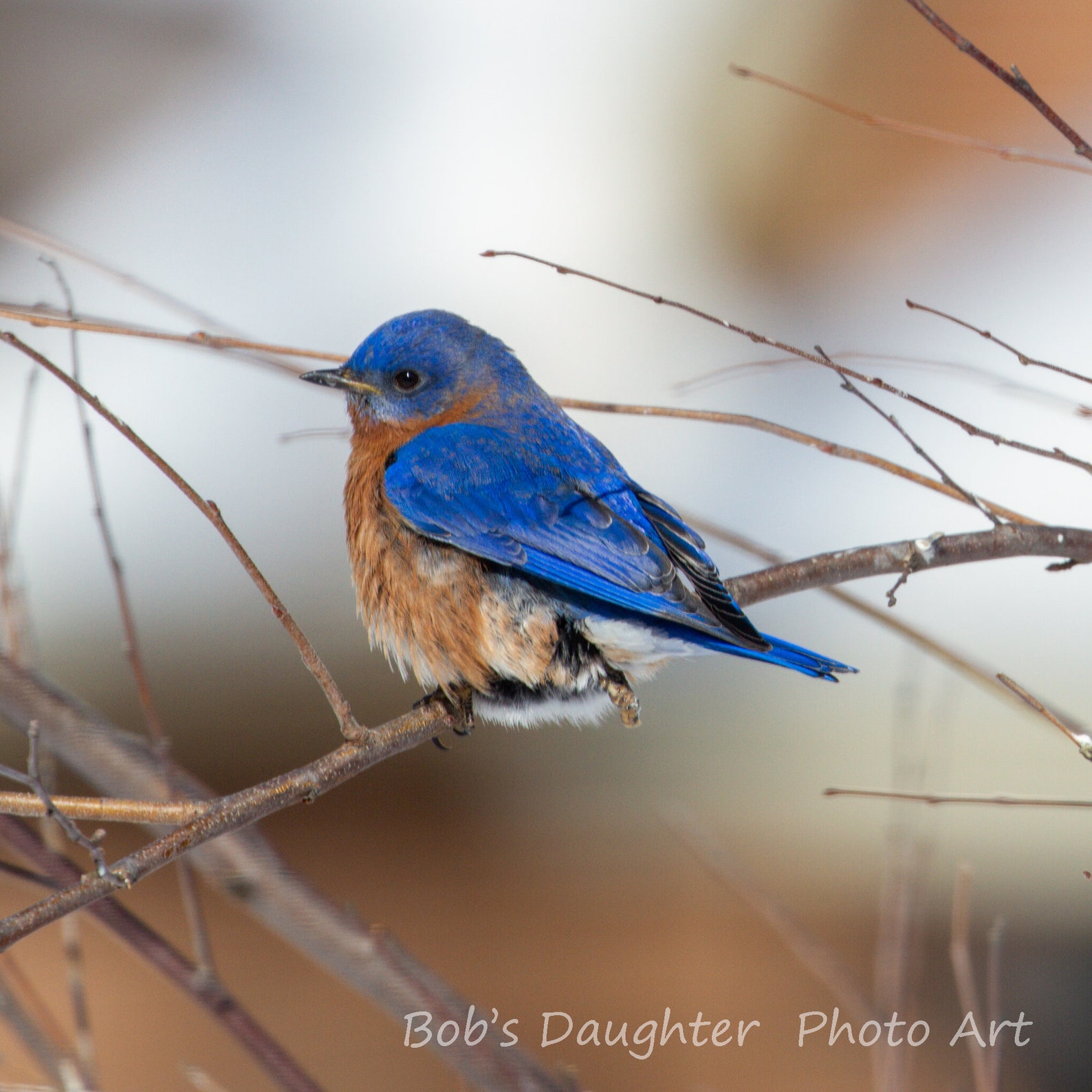 Eastern Bluebird Brightened a Cold Feb Day - Bird Photograph, Bird Art ...