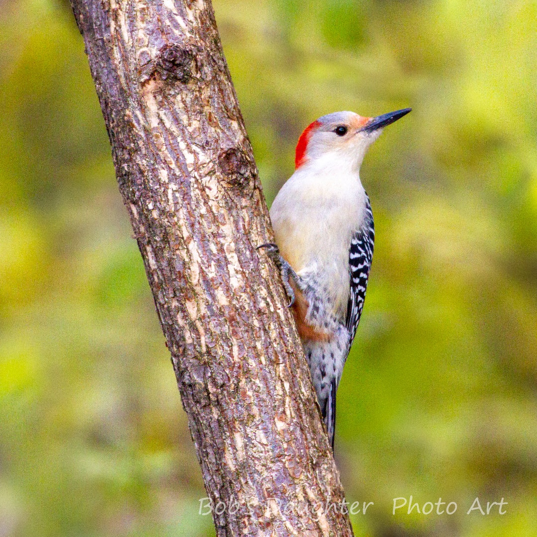 Red-bellied Woodpecker Bright November Day- Bird Photograph, Bird Art ...