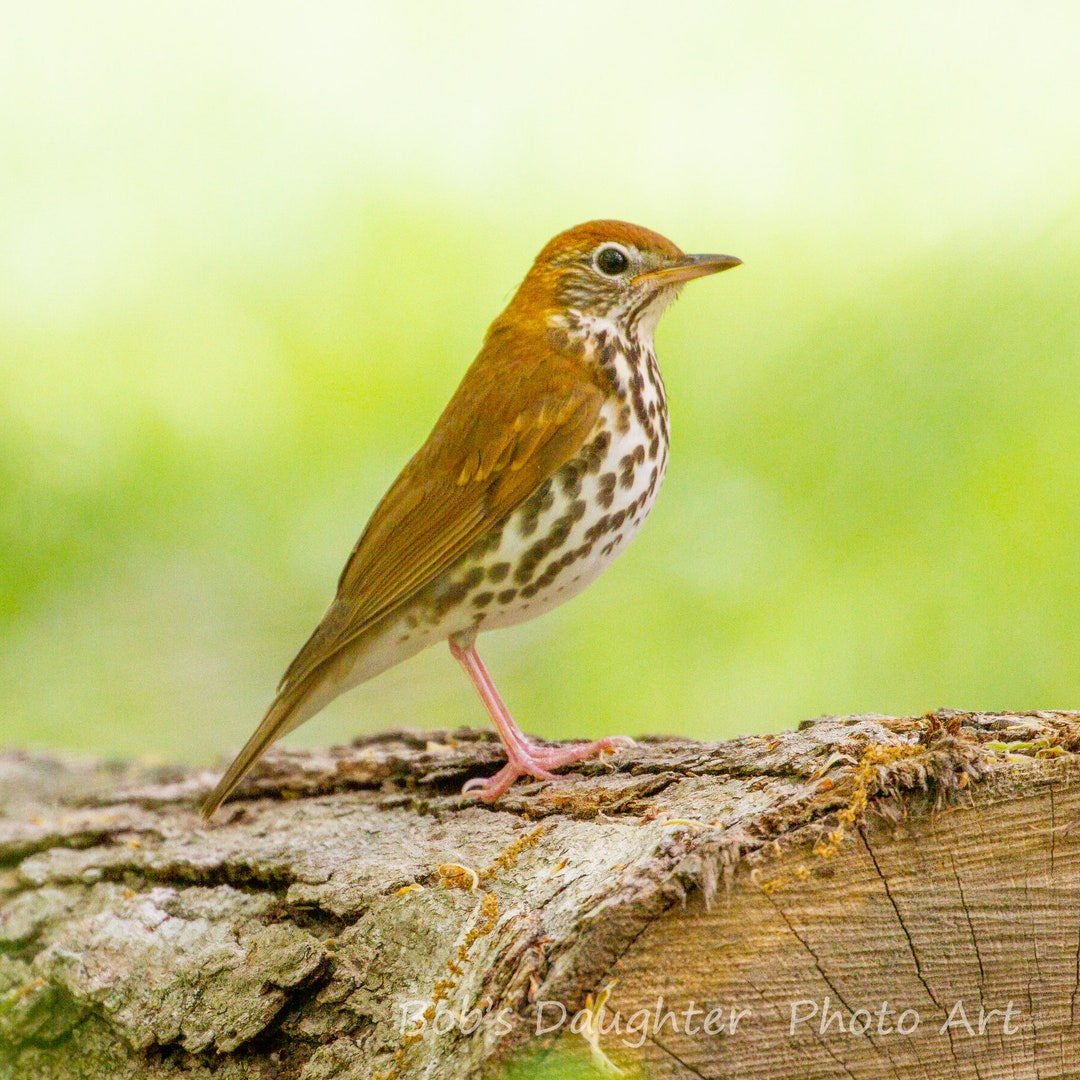 Wood Thrush in Early Spring - Bird Photograph, Bird Art, Wildlife ...