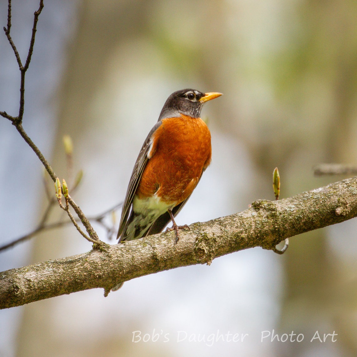 American Robin in Spring Buds - Bird Photograph, Bird Art, Wildlife ...