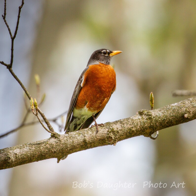 American Robin in Spring Buds - Bird Photograph, Bird Art, Wildlife ...
