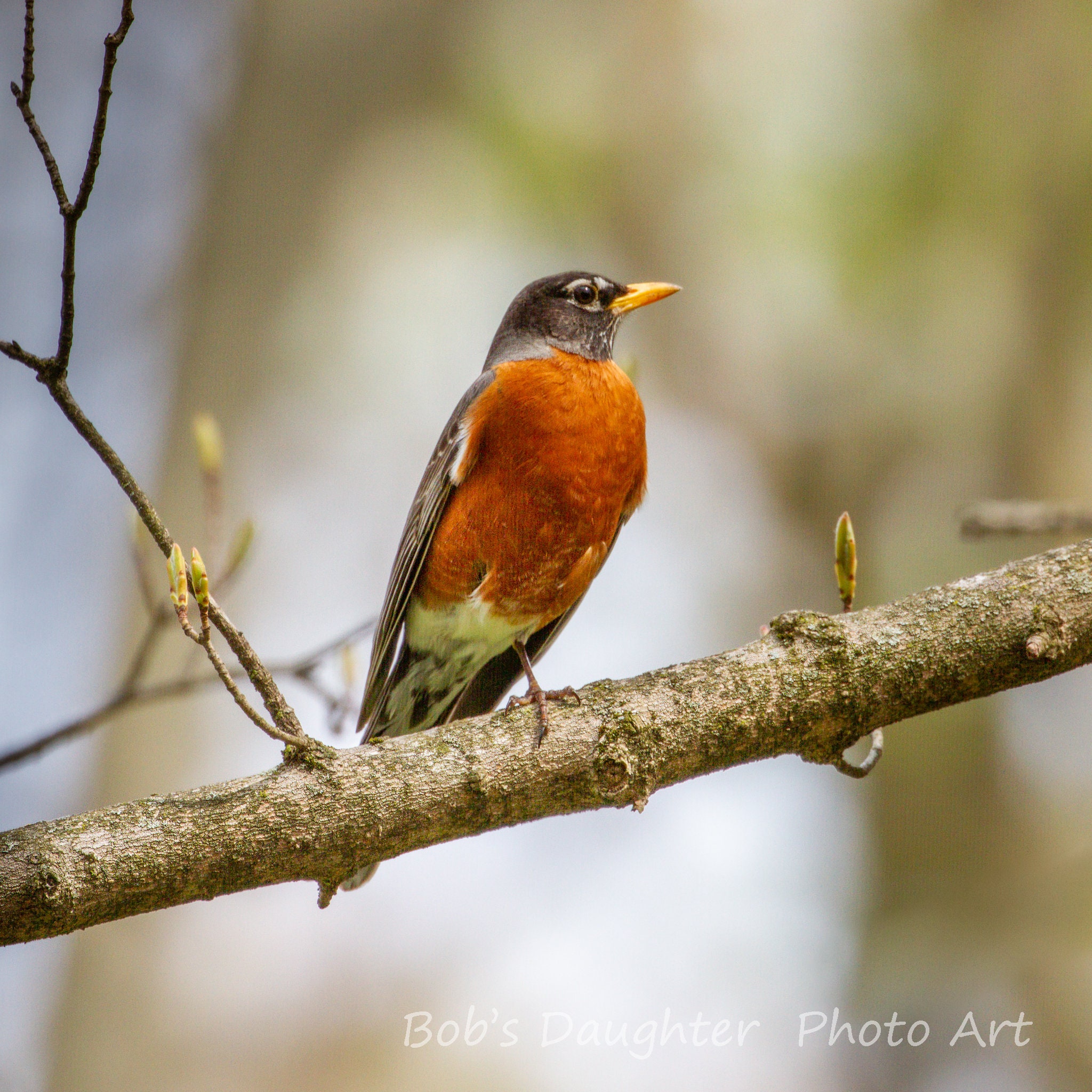 American Robin in Spring Buds - Bird Photograph, Bird Art, Wildlife ...