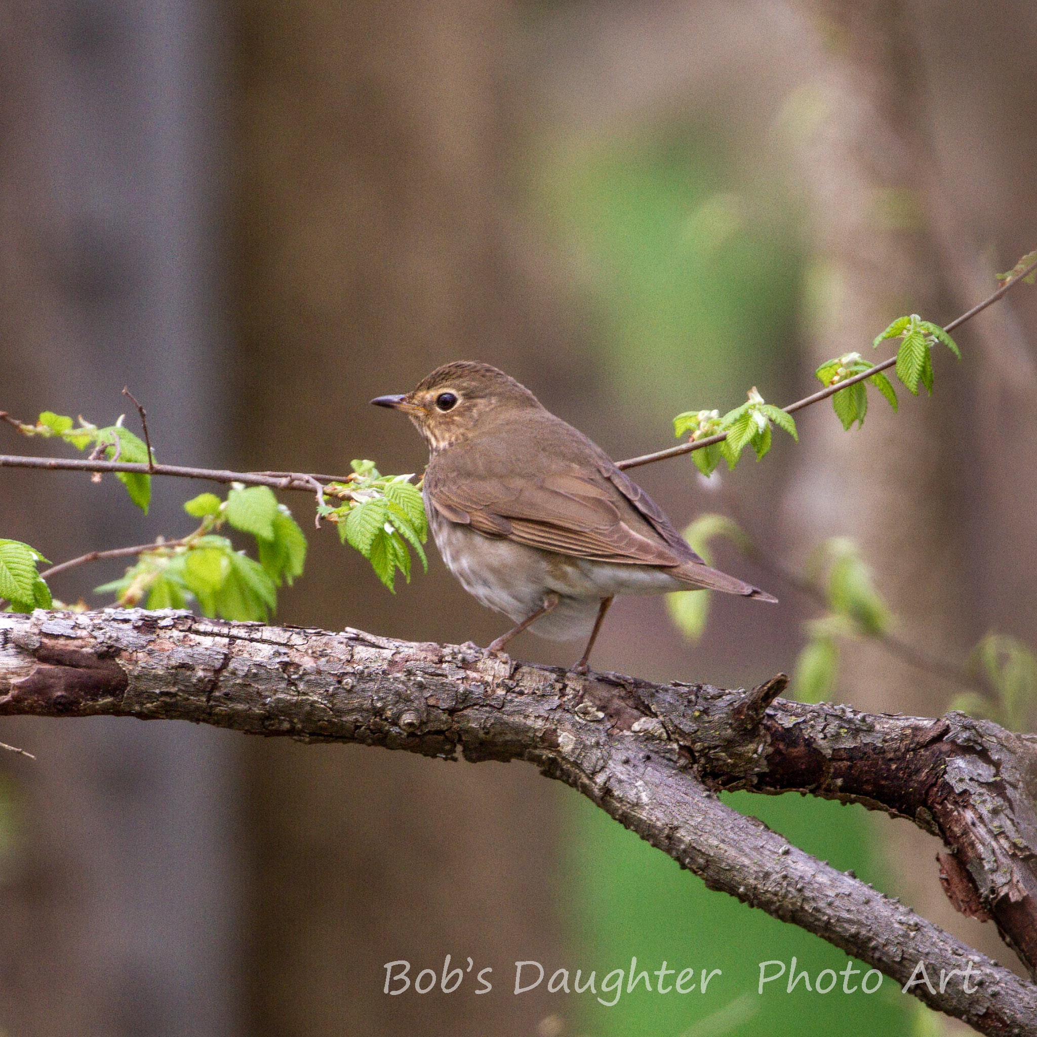 Swainsons Thrush