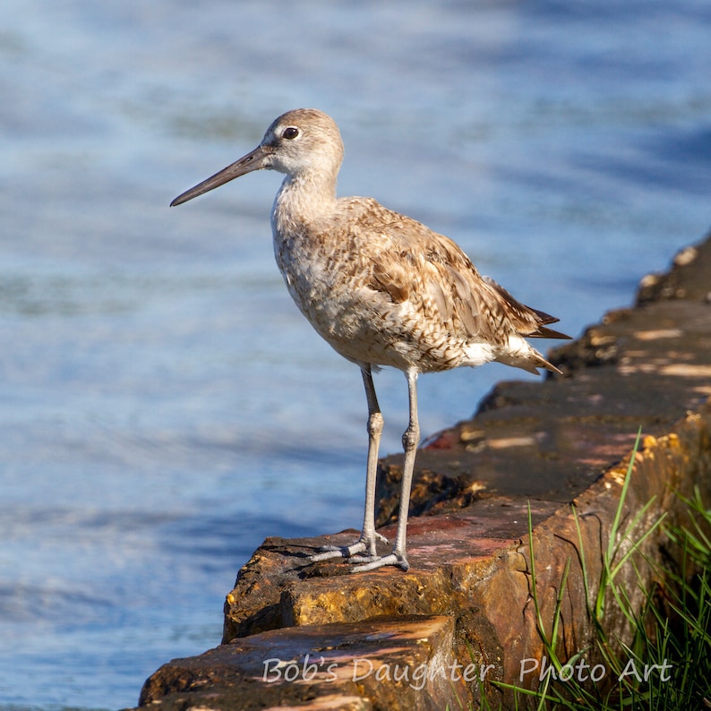 Willet on Harbourside Sea Wall - Bird Photograph, Bird Art, Wildlife ...