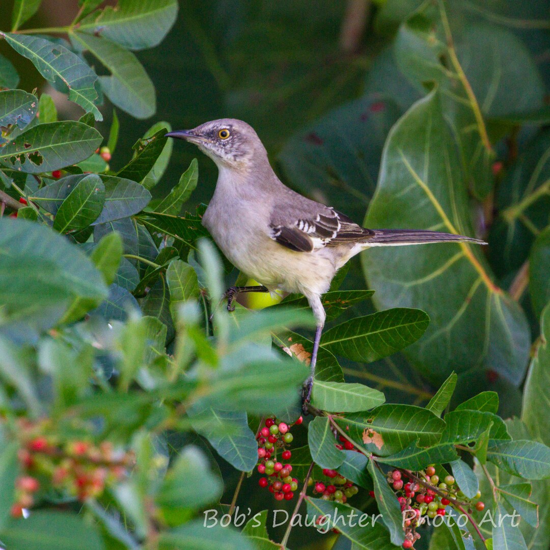 Northern Mockingbird and Berries - Bird Photograph, Bird Art, Wildlife ...