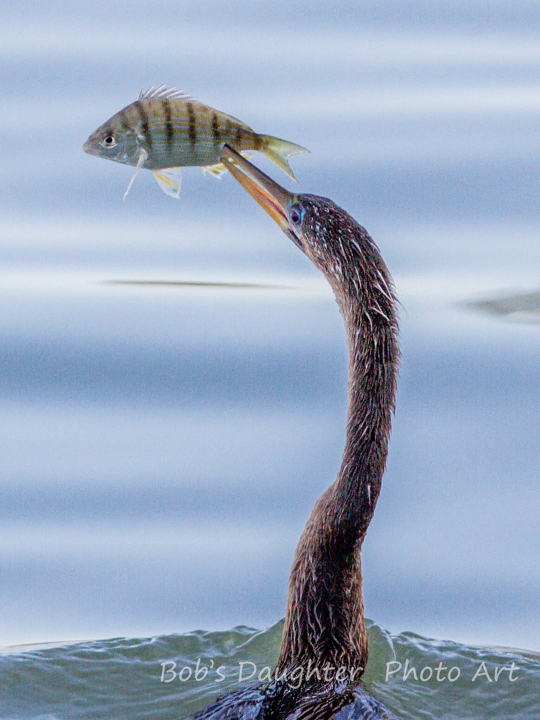 Anhinga W Speared Fish - Bird Photograph, Bird Art, Wildlife ...