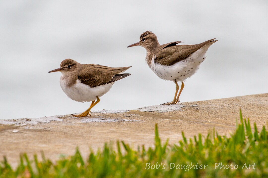 Spotted Sandpipers at Harbourside - Bird Photograph, Bird Art, Wildlife ...