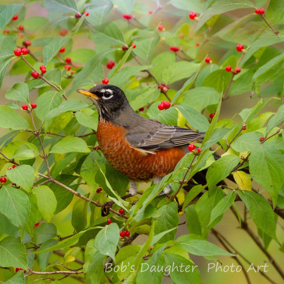 American Robin in Fall Berries - Bird Photograph, Bird Art, Wildlife ...