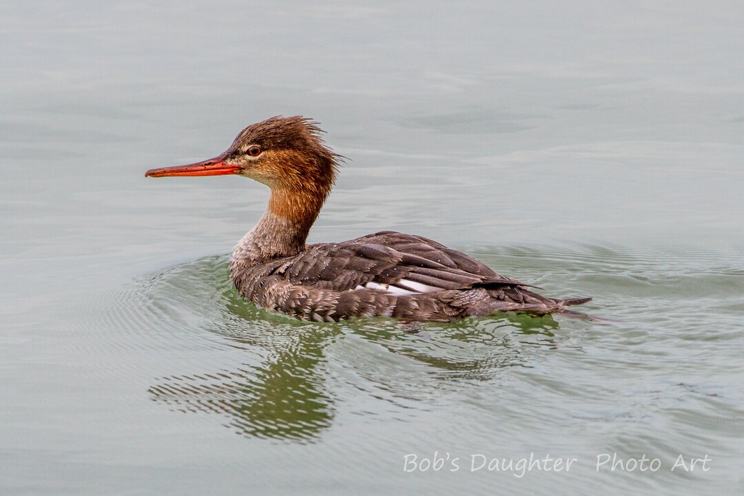 Red-breasted Merganser - Bird Photograph, Bird Art, Wildlife ...