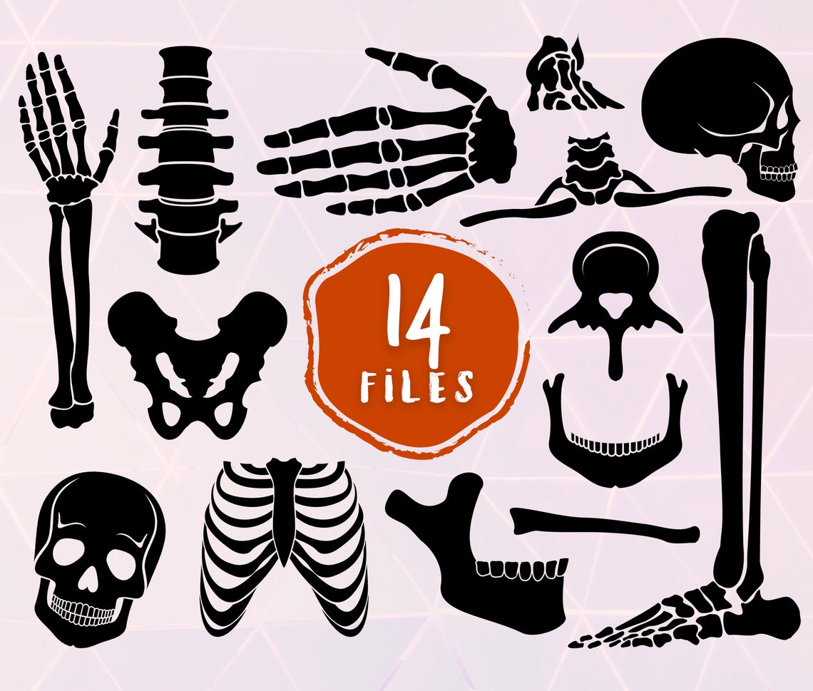 Human Bones SVG Bundle, Human Skeleton EPS Cutfiles Set, Bones Skeleton ...