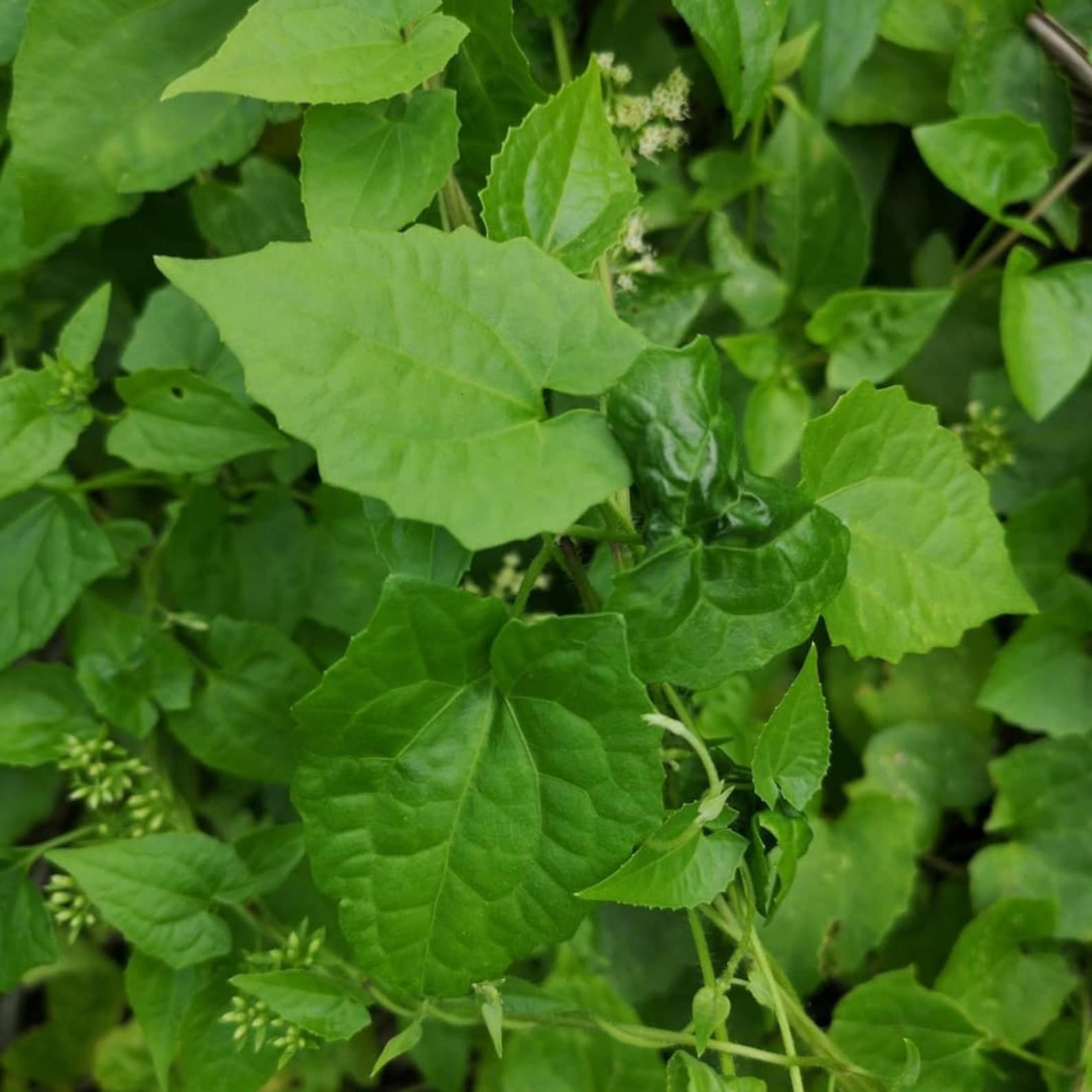 Guaco Herb Powder mikania Micrantha / 100% Natural | Etsy