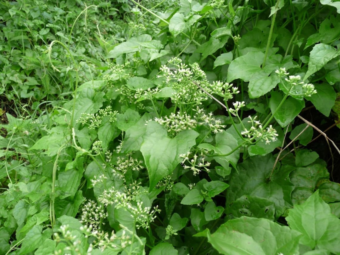 Guaco Mikania Micrantha / 100% Wildcrafted Sun Dried / | Etsy