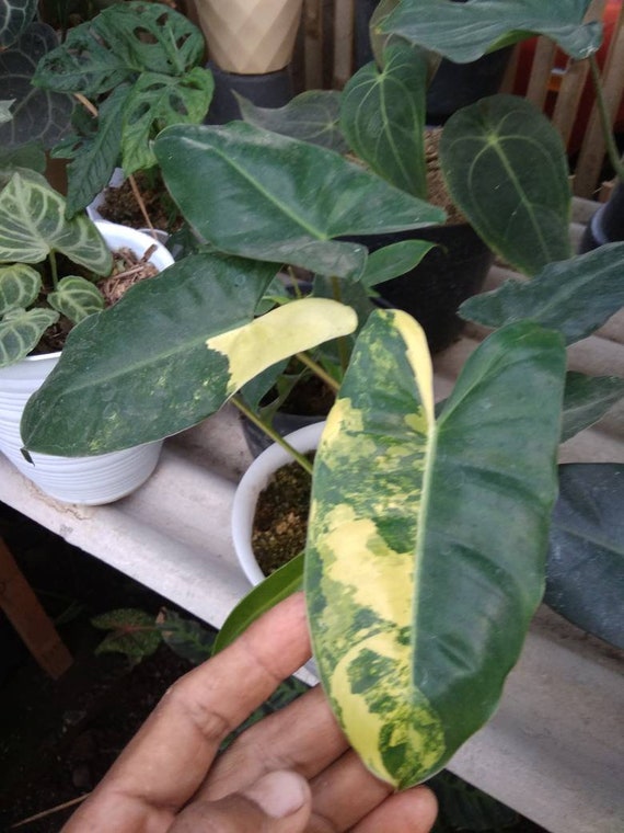 Philo dendron burlemarx variegated phytosanitary certificate Plant ...