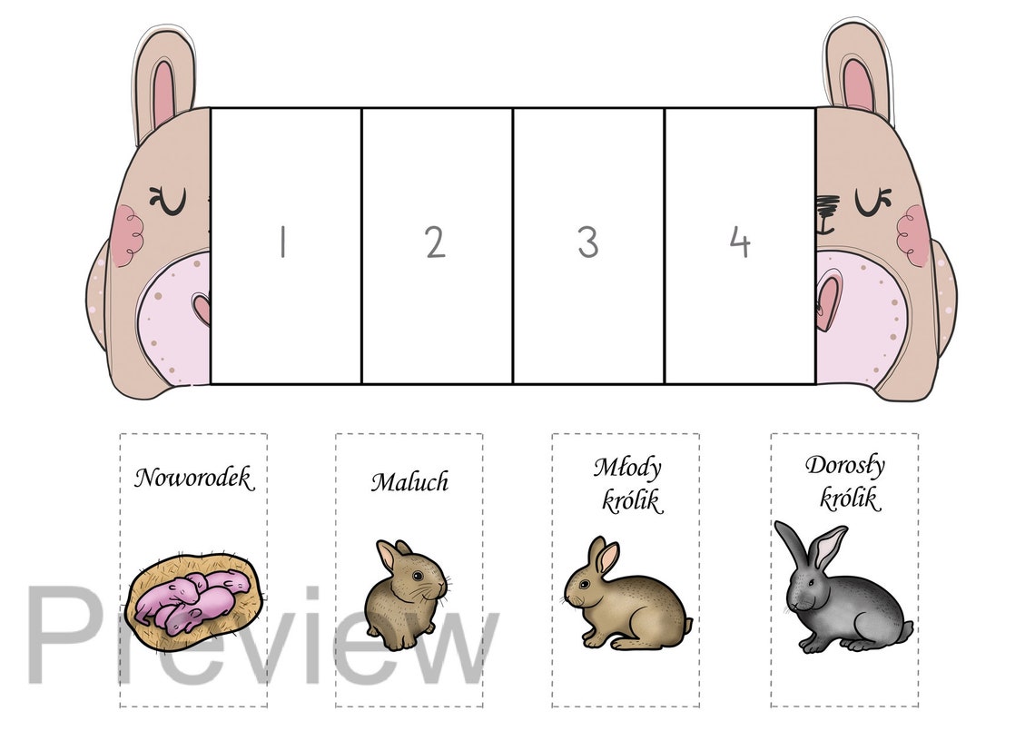 POLISH Life Cycle of a Rabbit | Cykl Życia Królika | All About Rabbits ...