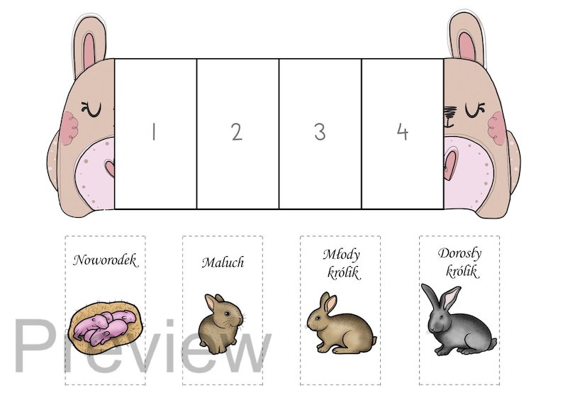 POLISH Life Cycle of a Rabbit | Cykl Życia Królika | All About Rabbits ...