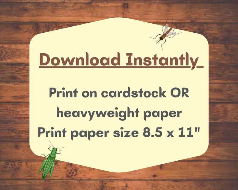 Insects Flashcards Bugs Beetles Montessori Preschool - Etsy