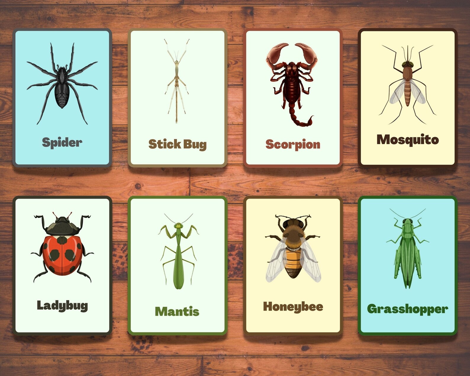 Insects Flashcards Bugs Beetles Montessori Preschool - Etsy