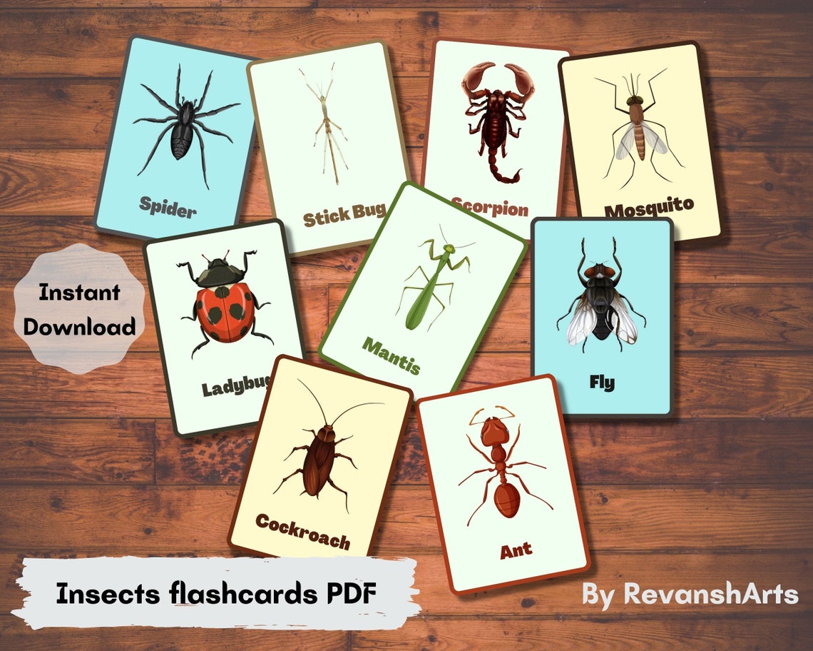 Insects Flashcards Bugs Beetles Montessori Preschool - Etsy