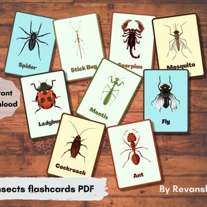 Insects Flashcards Bugs Beetles Montessori Preschool - Etsy