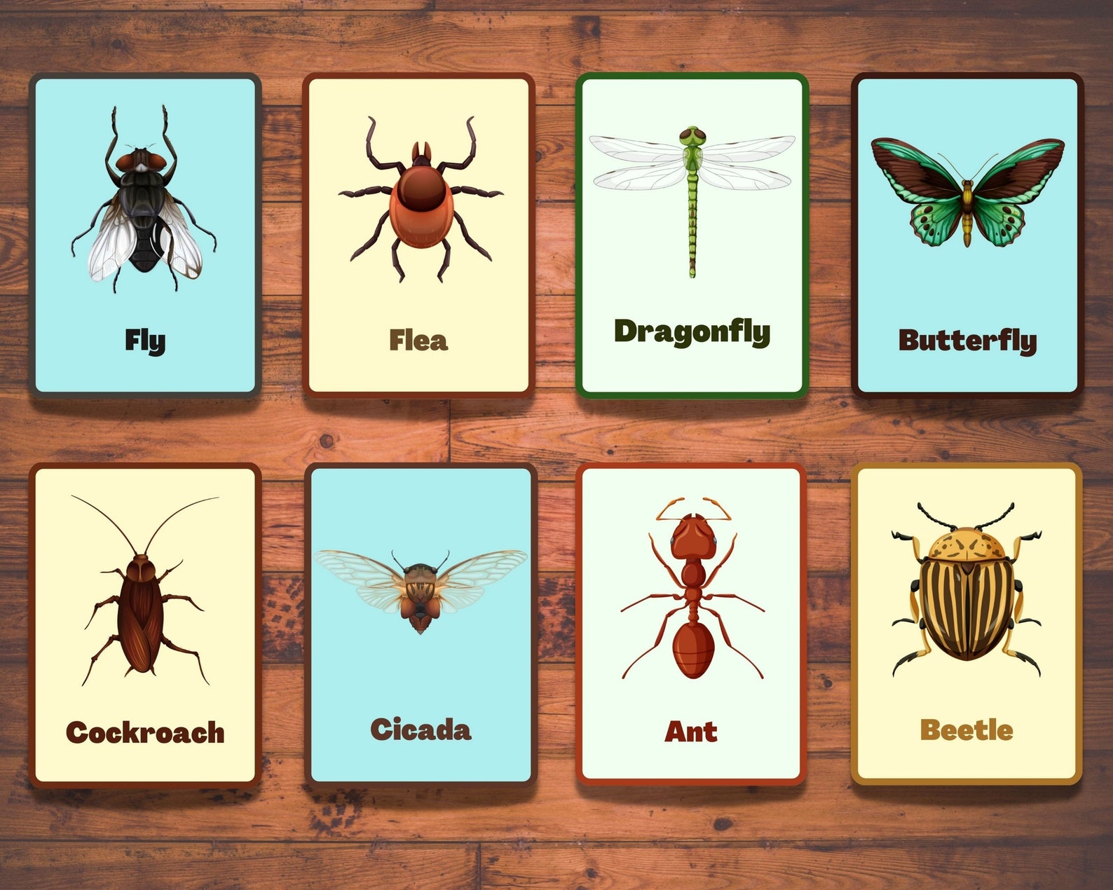 Insects Flashcards Bugs Beetles Montessori Preschool - Etsy