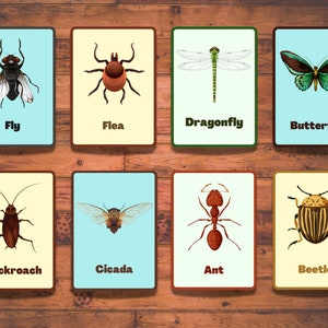 Insects Flashcards Bugs Beetles Montessori Preschool - Etsy
