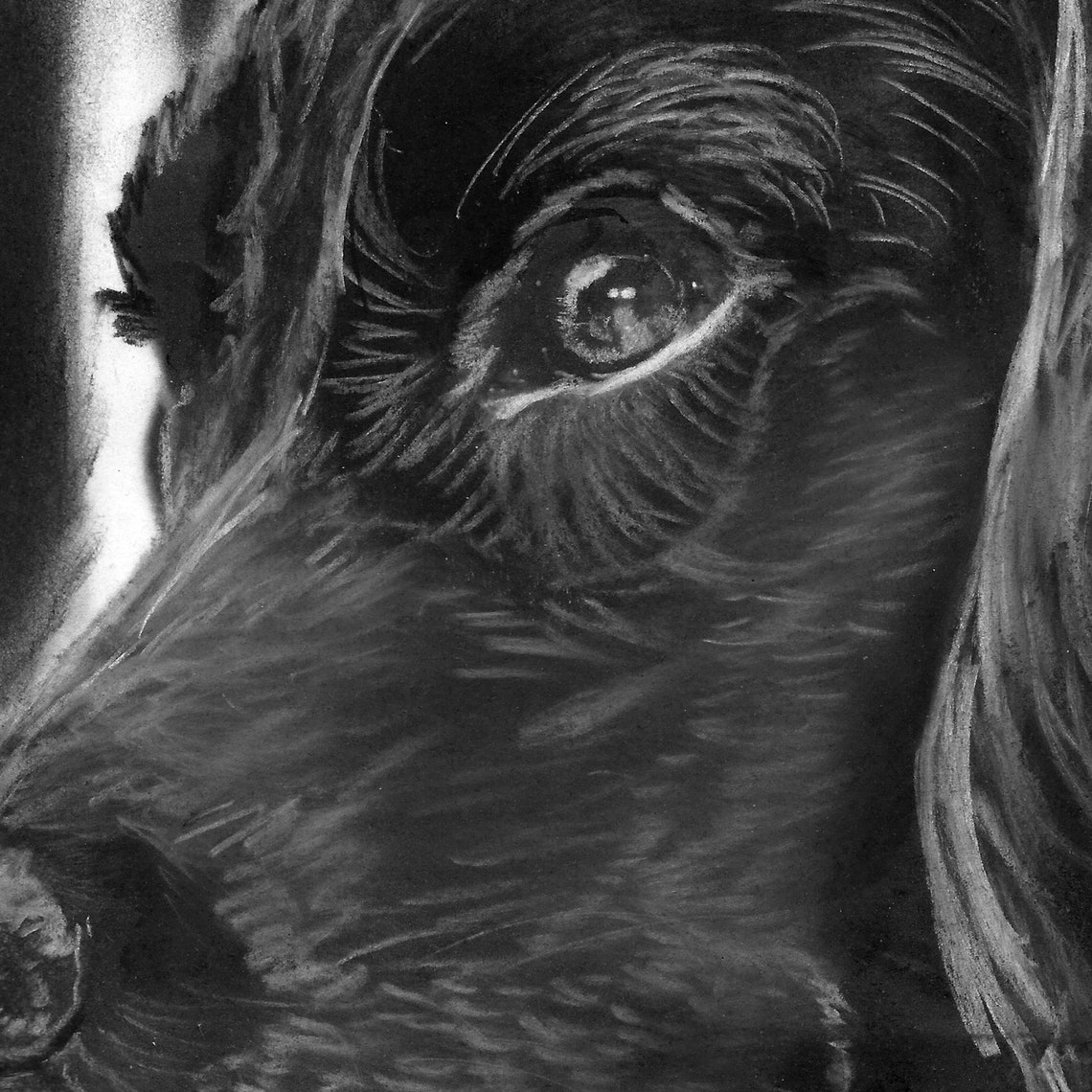 English Working Cocker Spaniel Charcoal Drawing Print Black | Etsy