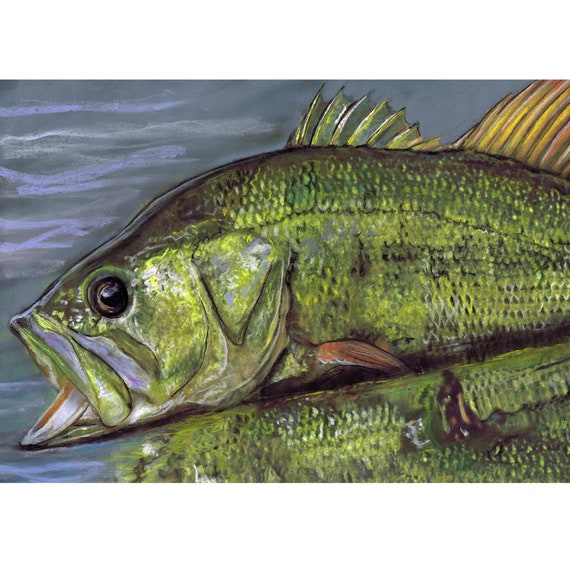 Bass Fish Drawings