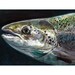Set of Two Atlantic Salmon Wall Art Print salmon Painting - Etsy
