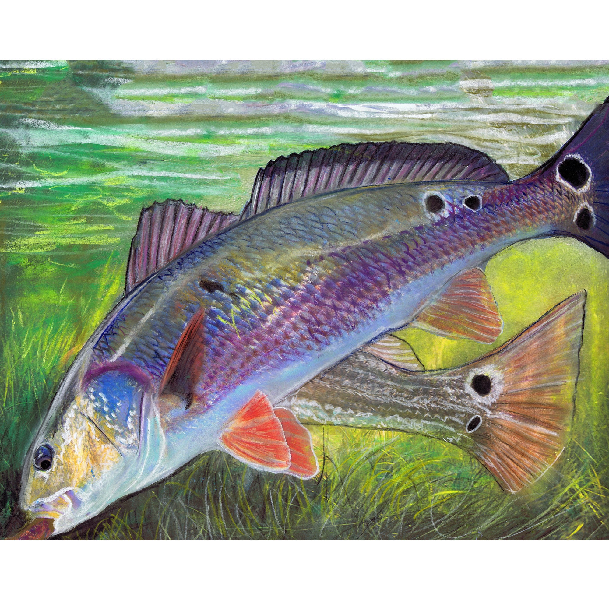 Four Redfish Red Drum Wall Art Prints Fly Fishing Gift - Etsy