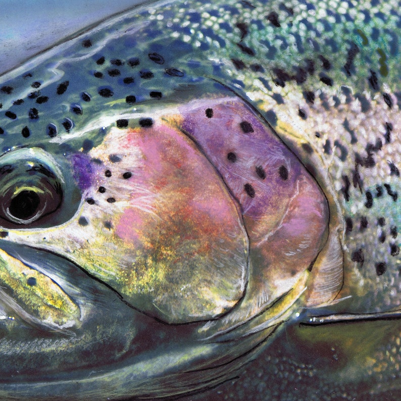Rainbow Trout Fly Fishing Art Gift Fly Fishing Wall Art - Etsy