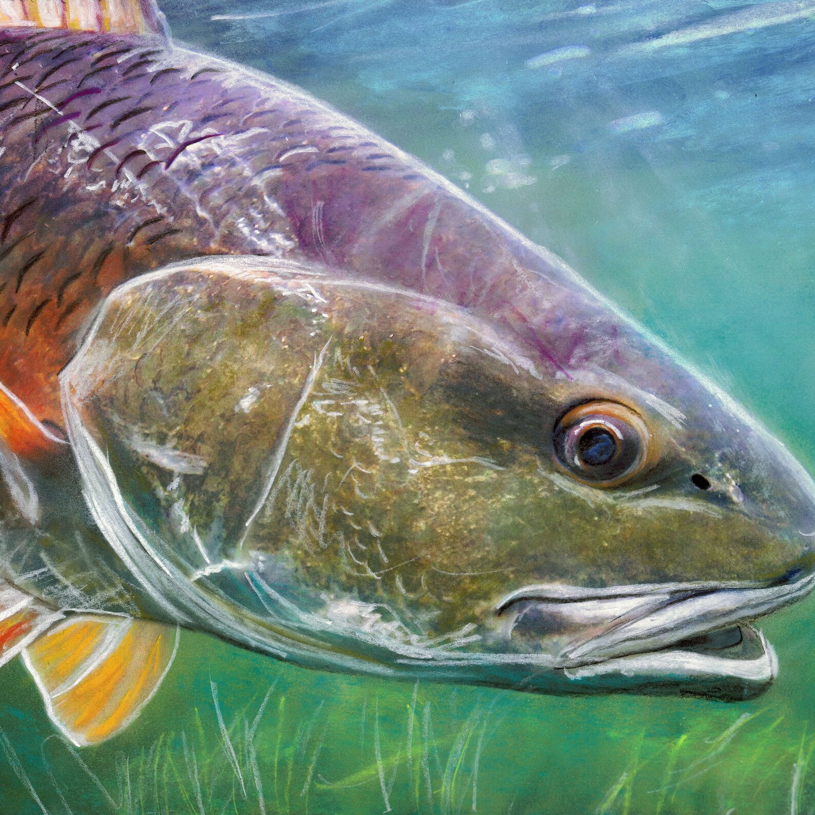 Redfish Wall Art Print Redfish Fishing Artwork Gift Red Drum - Etsy