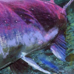 Sockeye Salmon Wall Art Print , Red Salmon, Kokanee Blueback Salmon ...