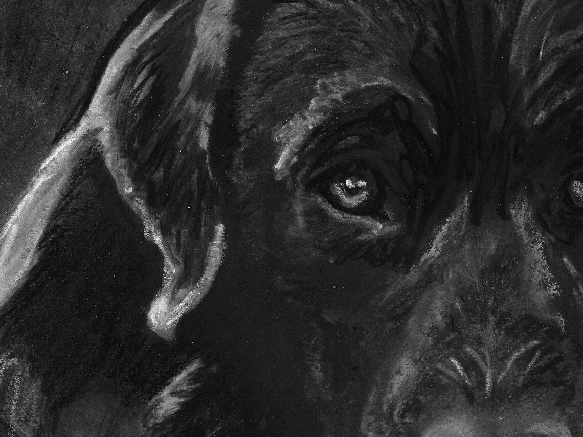 Black Labrador Charcoal Drawing Print Labrador Retriever Wall - Etsy