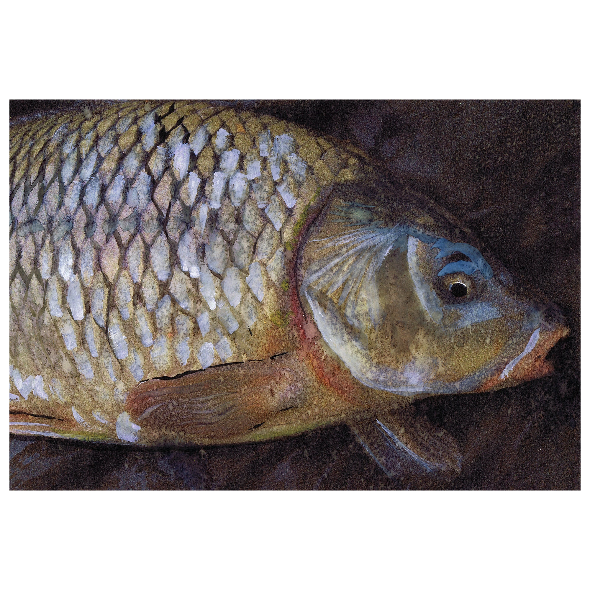 Freshwater Carp