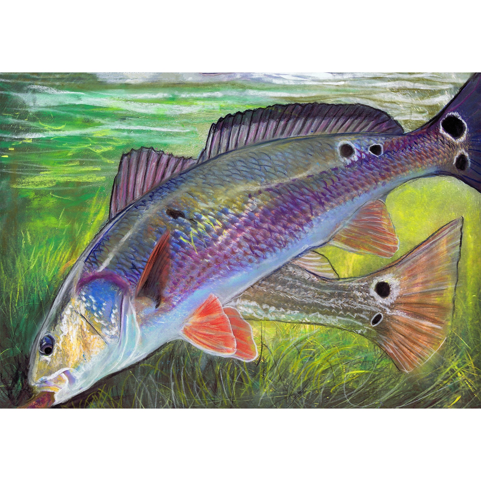Redfish Wall Art Prints Set of 2 Red Drum Fishing Artwork - Etsy