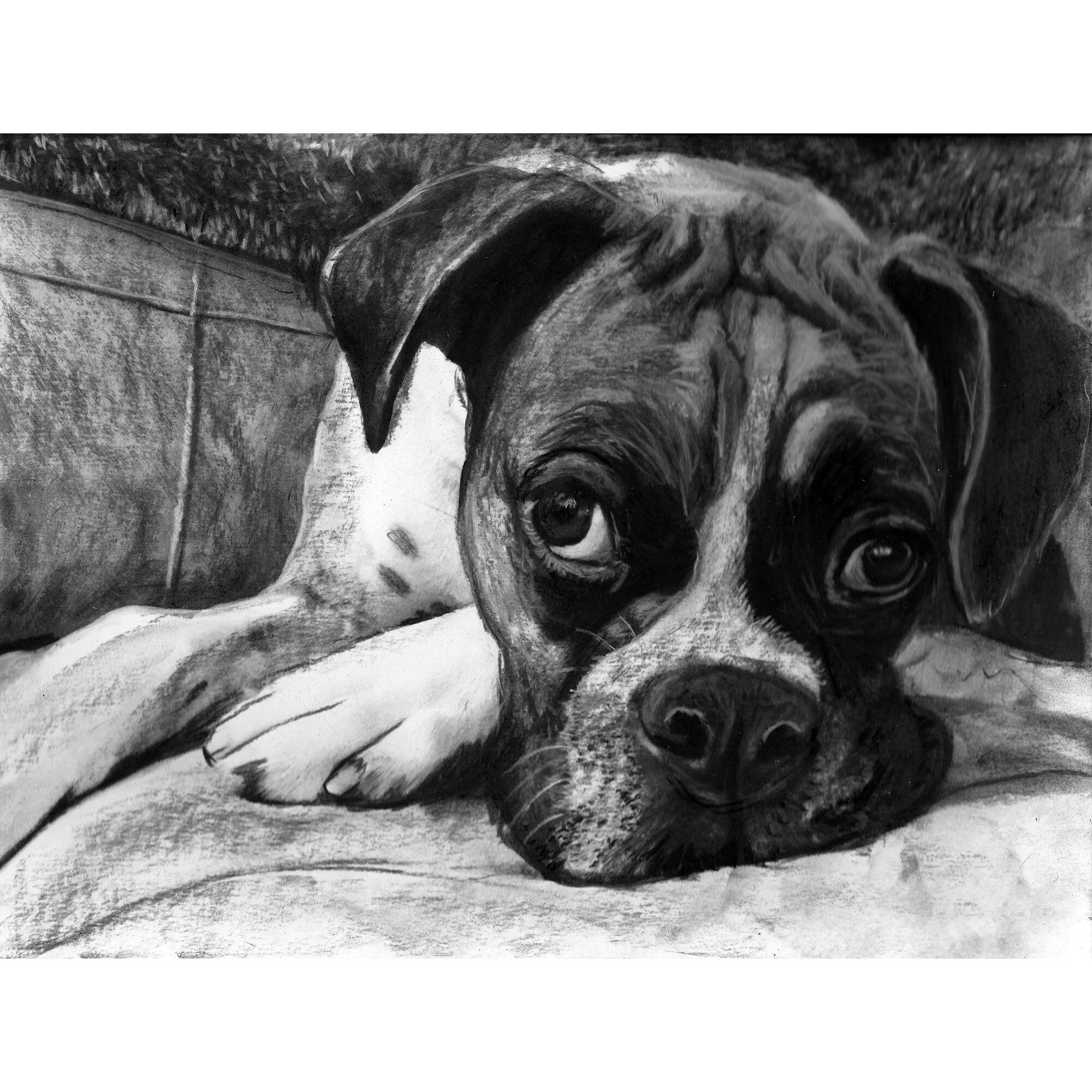 White And Black Boxer Dog