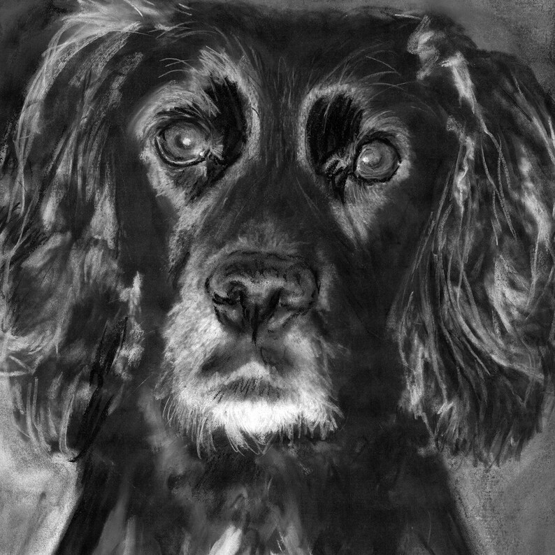 Working Cocker Spaniel Charcoal Drawing Print Black and White | Etsy