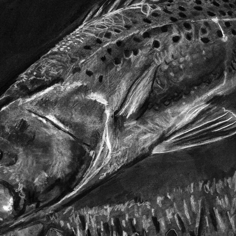Spotted Speckled Sea Trout Fishing Art Print Charcoal - Etsy