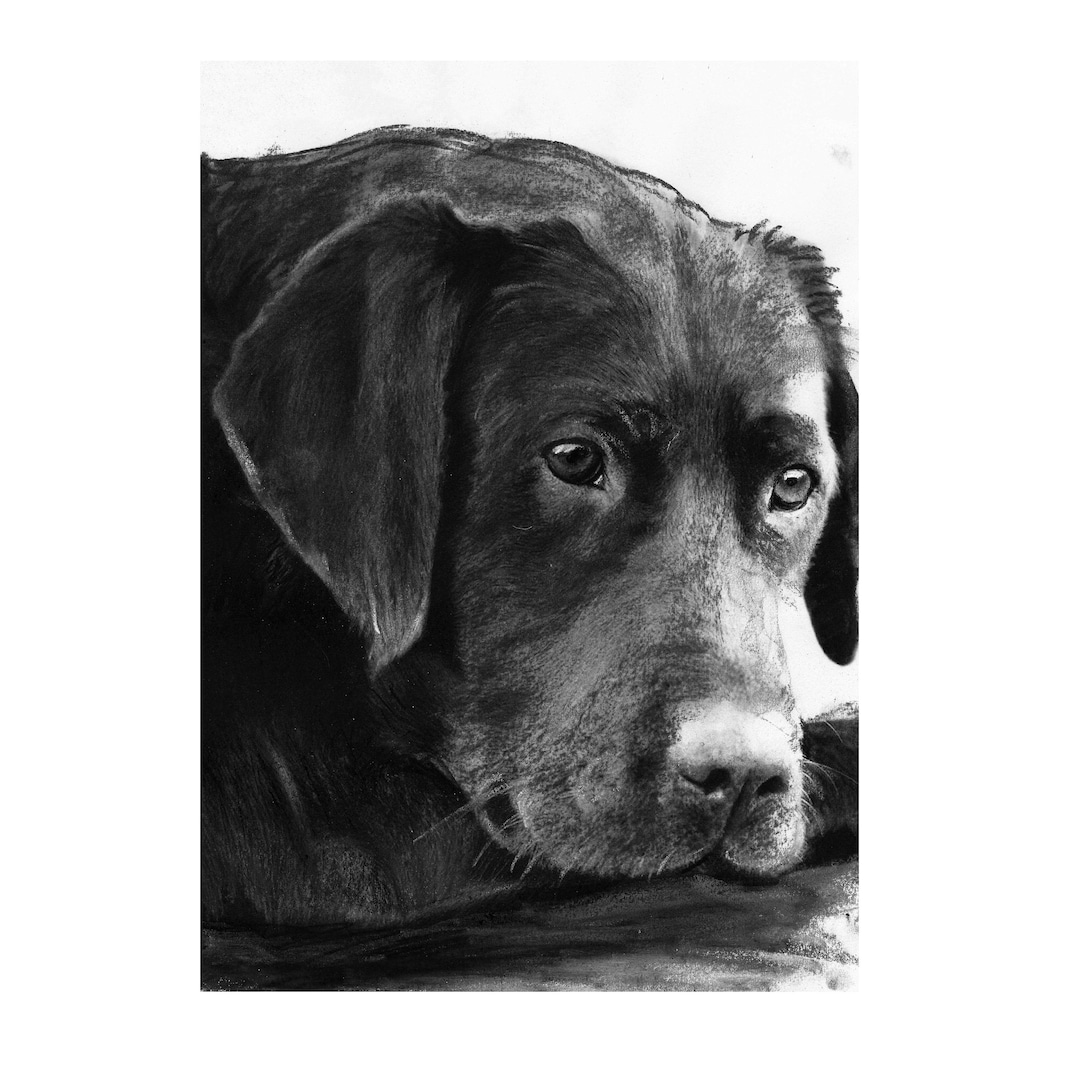 Black Lab Charcoal Drawing Print Labrador Retriever Wall Art, Dog ...